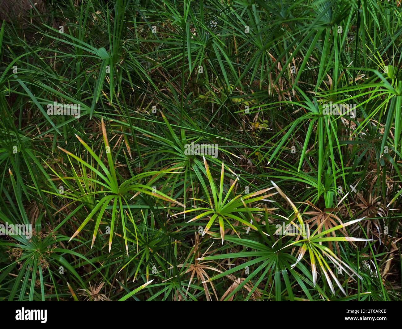 Botanical garden papyrus plant hi-res stock photography and images - Alamy