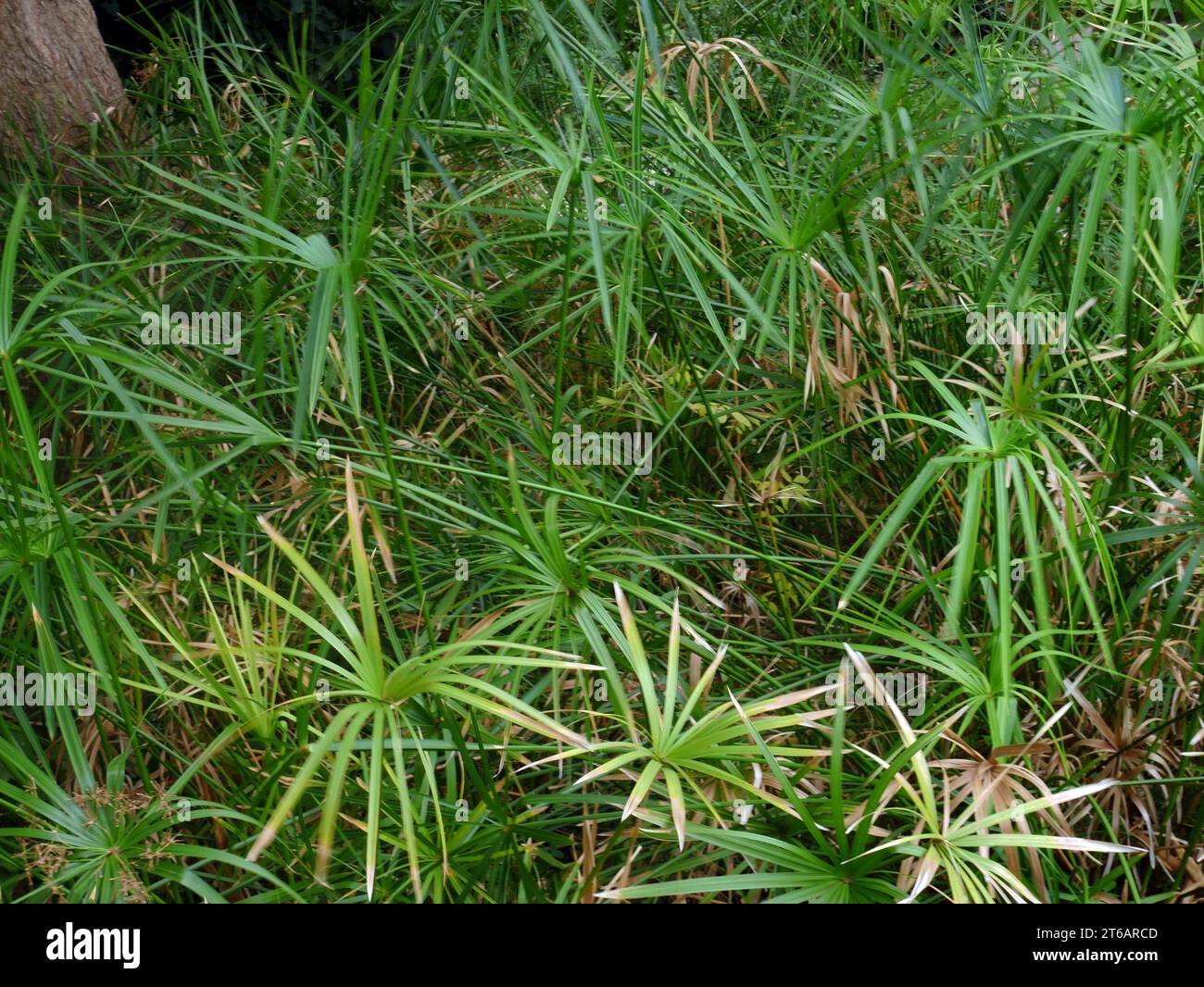Papyrus leaves hi-res stock photography and images - Alamy