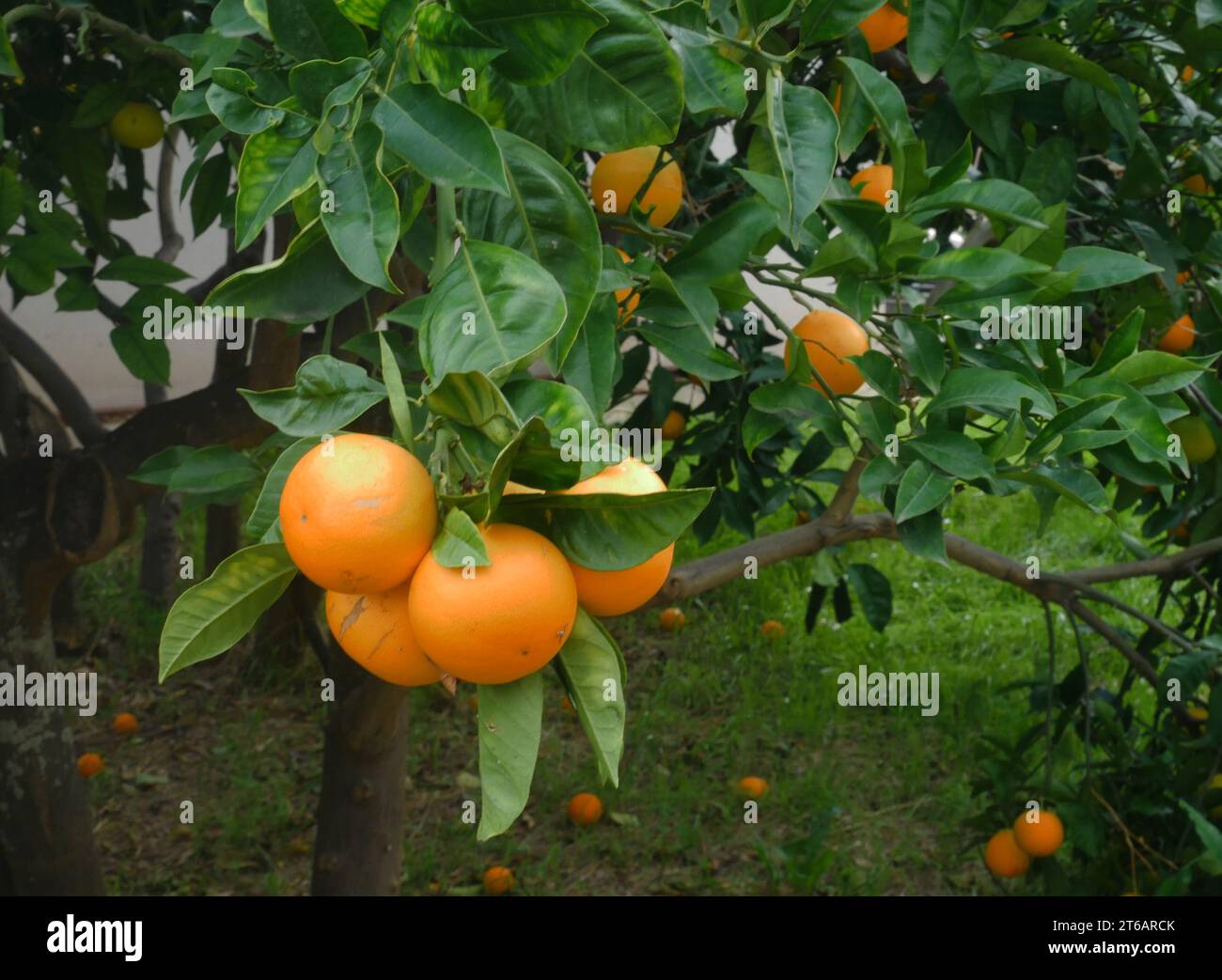 Green tree in orange hi-res stock photography and images - Alamy