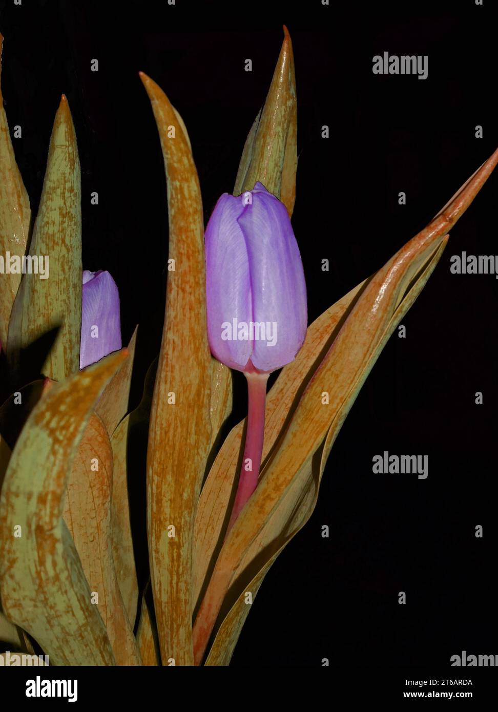 Fresh tulip (Digital processing Stock Photo - Alamy