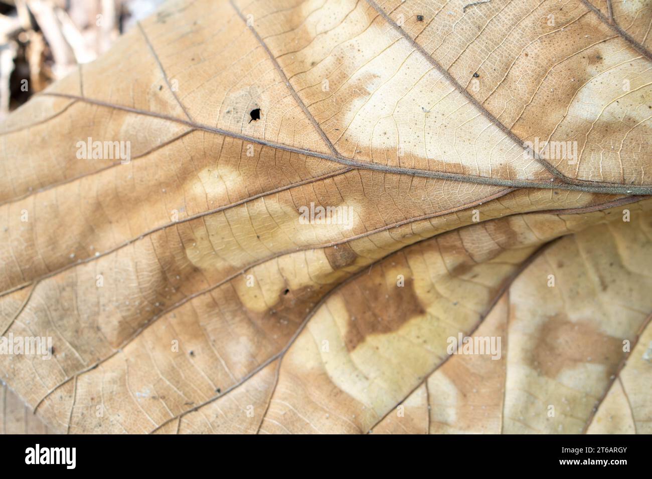 Leaf of teak tree hi-res stock photography and images - Alamy