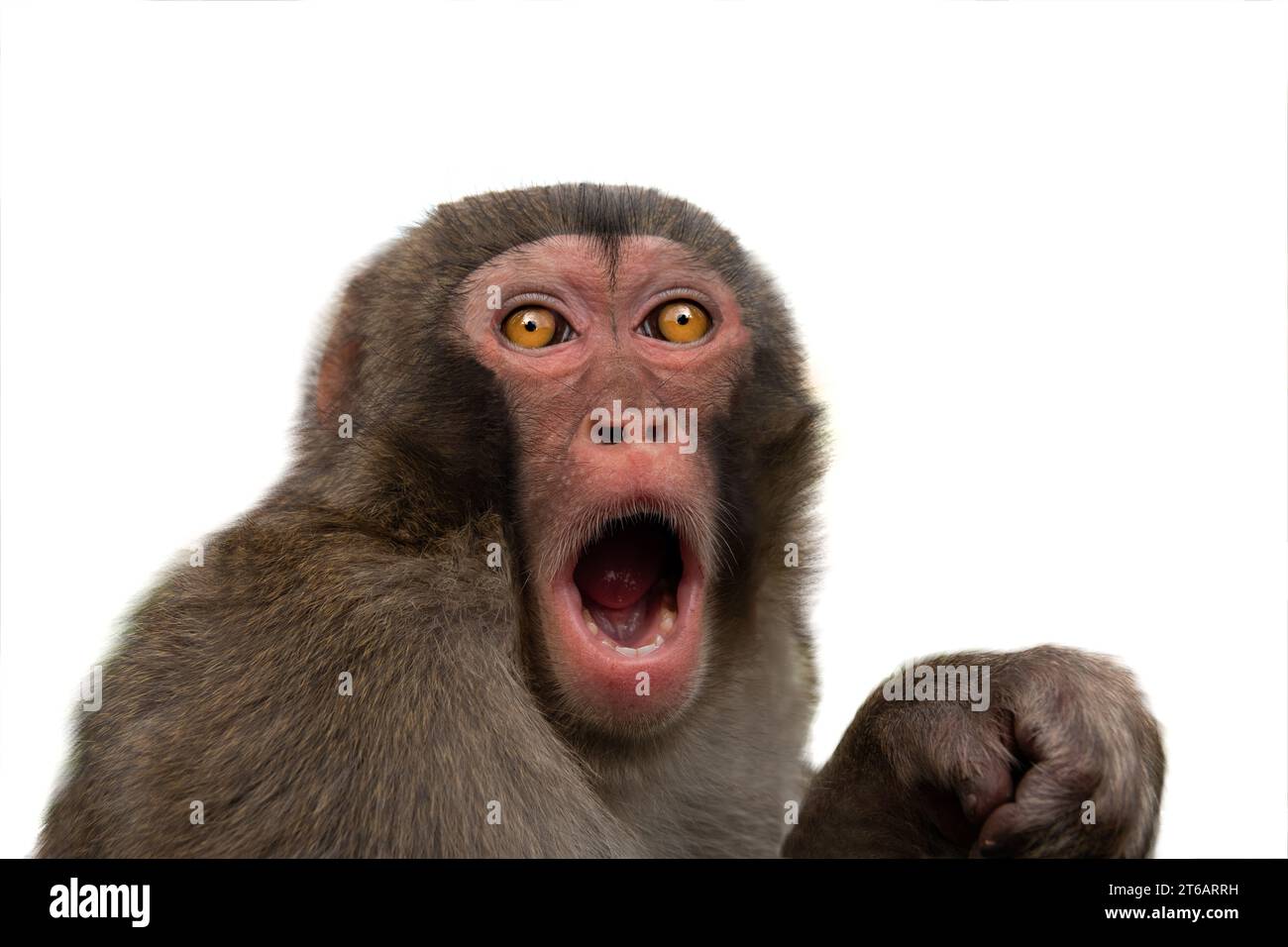 surprised monkey with big eyes isolated on white background Stock Photo - Alamy