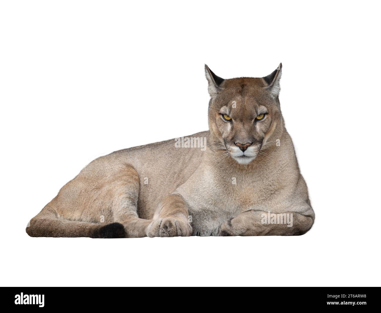 Puma isolated on white background Stock Photo - Alamy