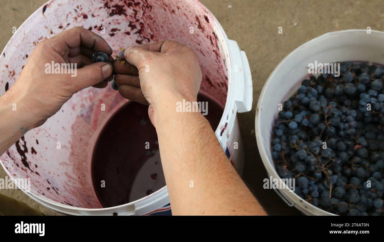 a man sorts through ripe red grapes over a white plastic bucket, close ...