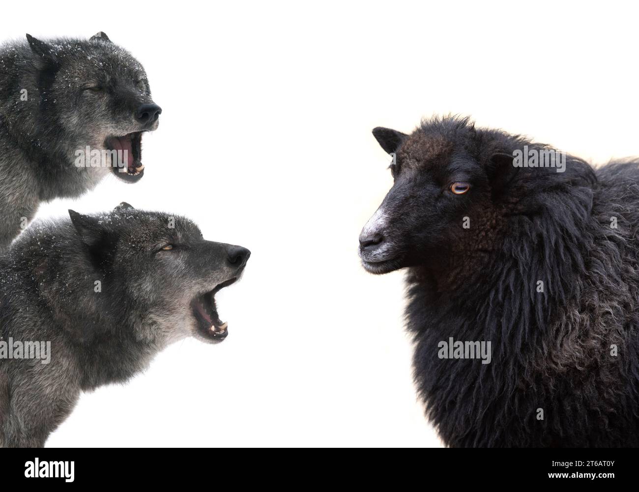 two canadian wolf howl isolated on white background Stock Photo - Alamy