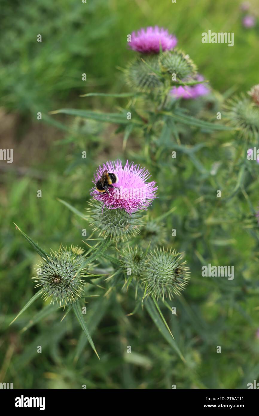 Bee collecting pollen on pink thistle flower at Bishopsbourne ...
