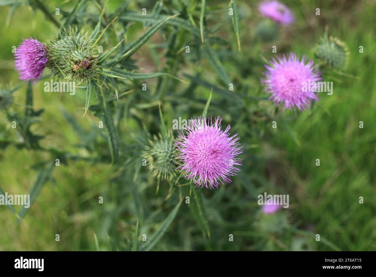 Pink thistle flower at Bishopsbourne, Canterbury, Kent, England, United ...