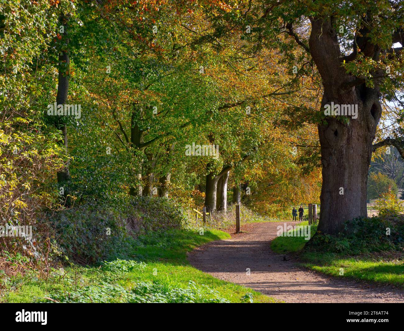 Beeches Fagus sylvatica in November Blickling park Norfolk Autumn Stock ...