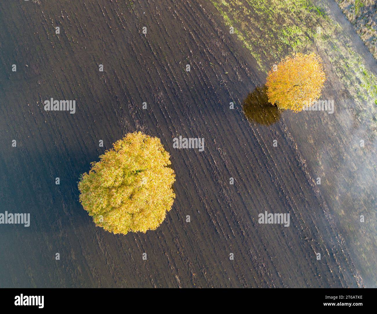 Two isolated trees in the cereal field after harvest Stock Photo - Alamy