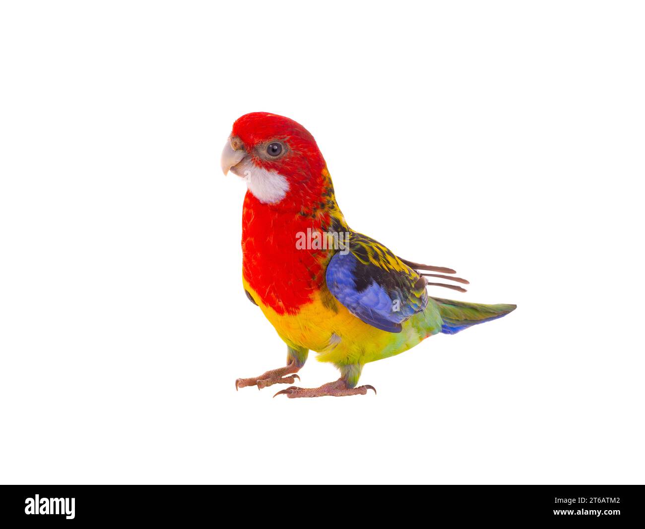 rosella parrot isolated on white background Stock Photo - Alamy