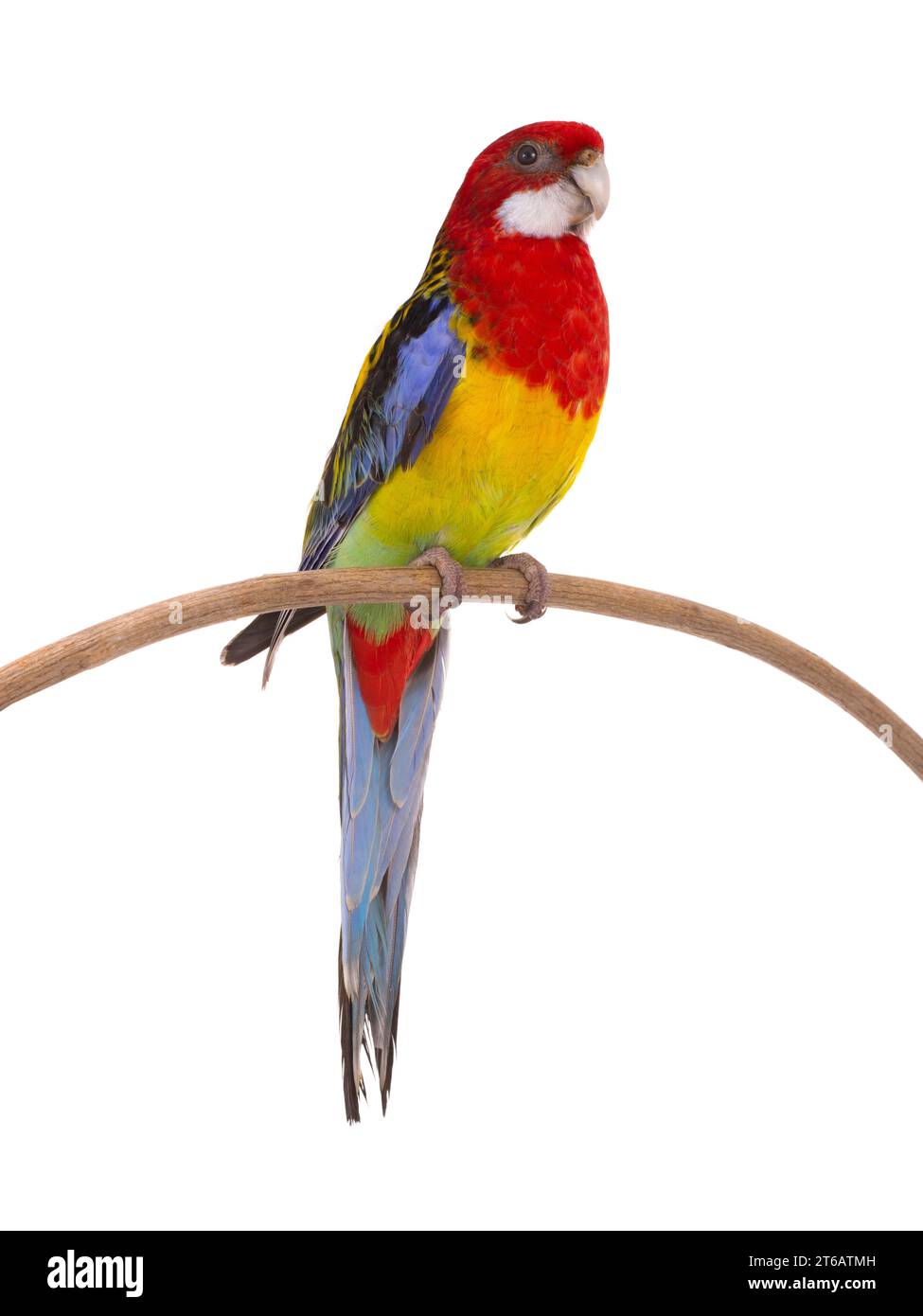 rosella parrot isolated on white background Stock Photo - Alamy