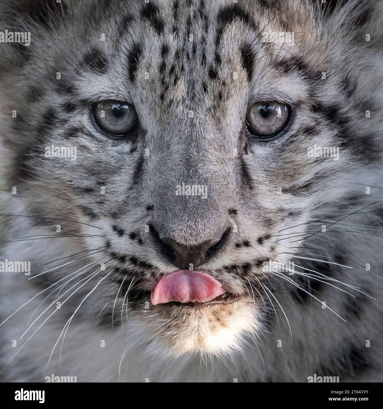 Male snow leopard cub licking lips (close-up Stock Photo - Alamy