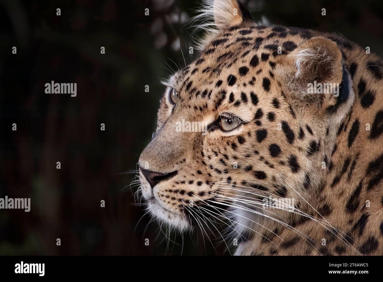 Female Amur leopard, Panthera pardus orientalis (profile Stock Photo ...