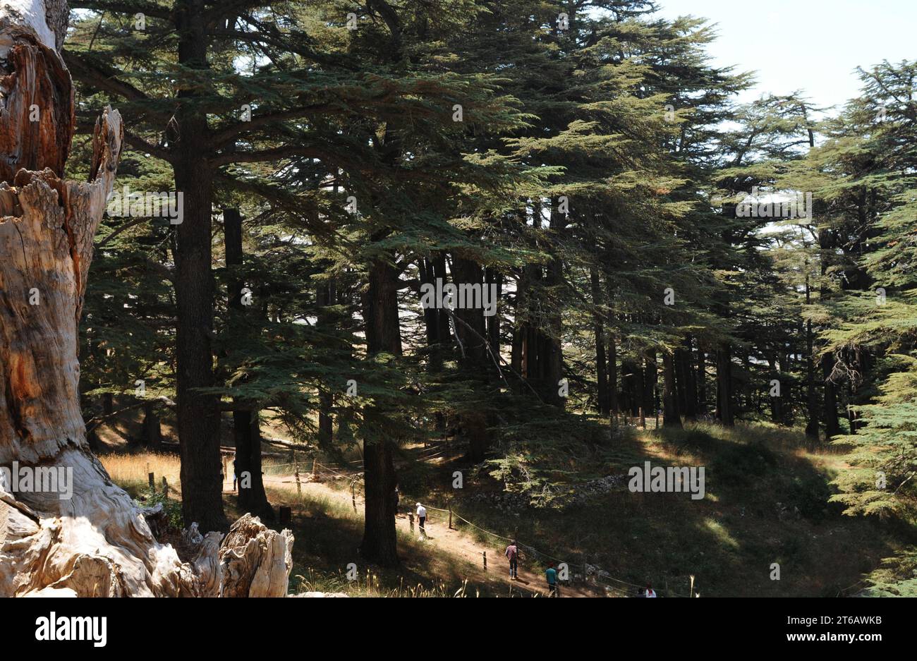 The cedar forest Arz er-Rabb in the lebanese mountains and winter-ski ...