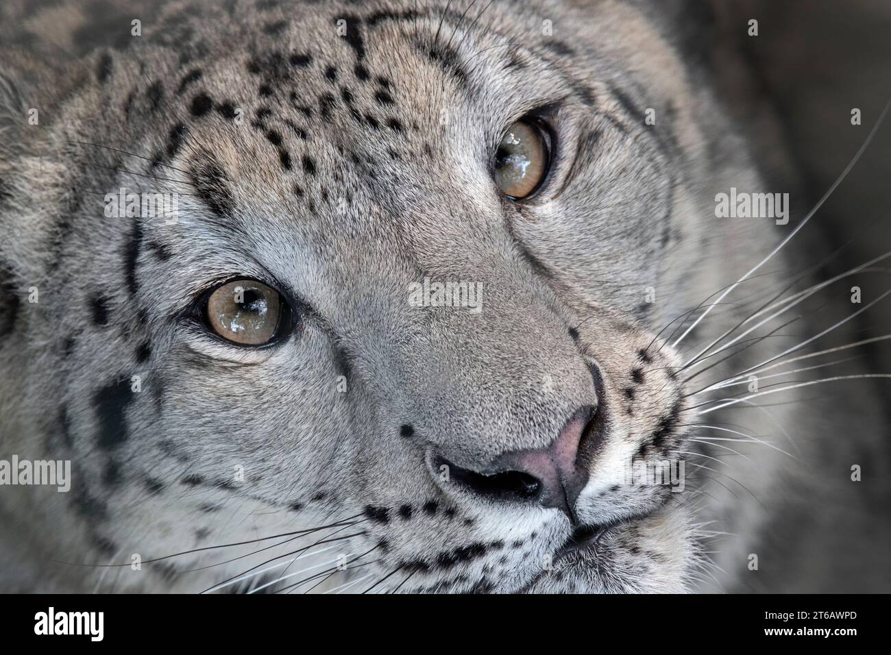 Young female snow leopard looking into camera Stock Photo - Alamy