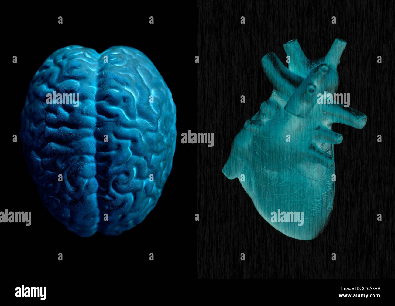 Human brain and heart, Medical, educational, anatomy and emotion ...
