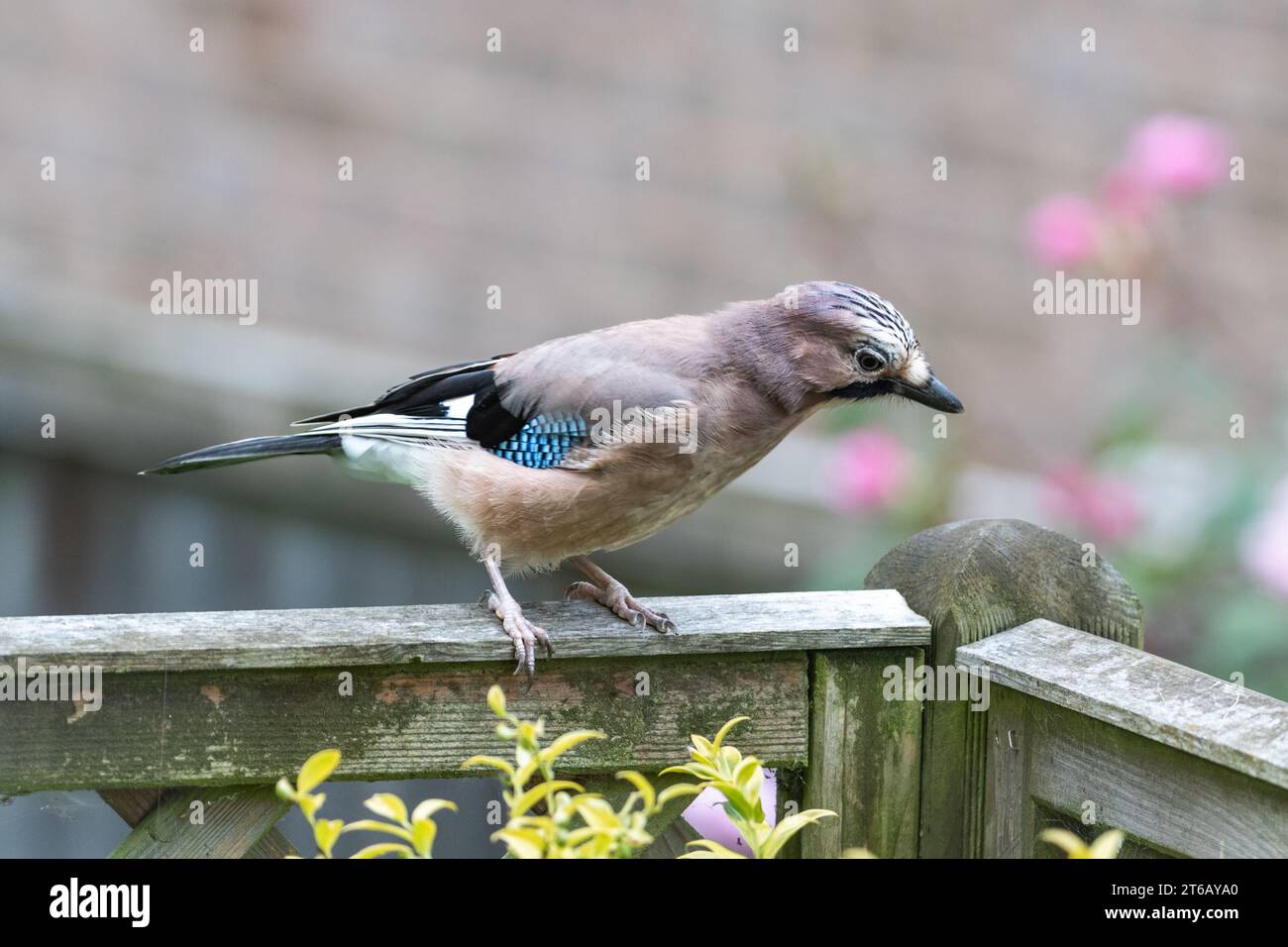 Jay bird uk garden hi-res stock photography and images - Alamy