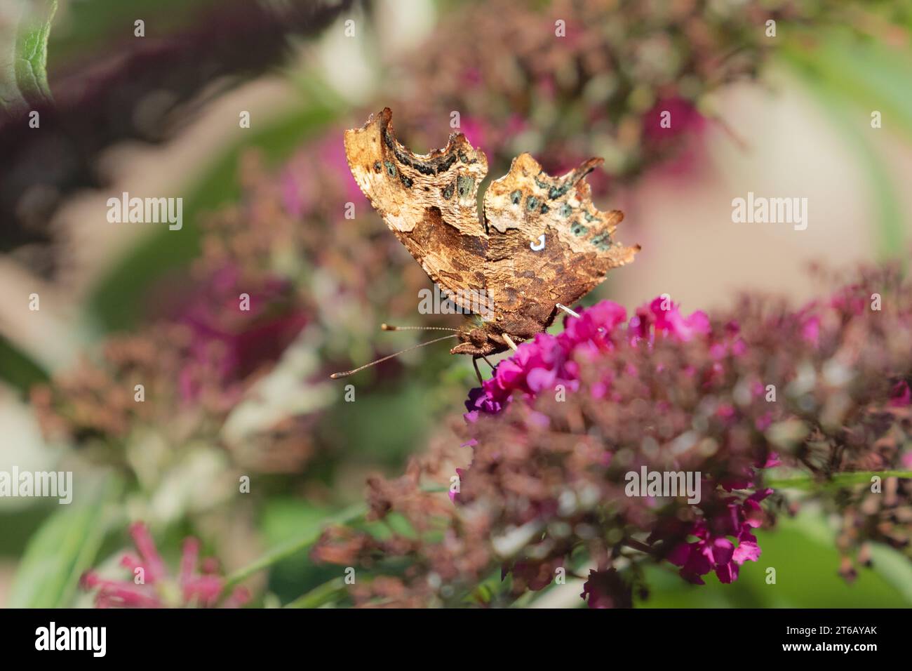 A comma butterfly uk (Polygonia c-album) feeding off a buddleia ...