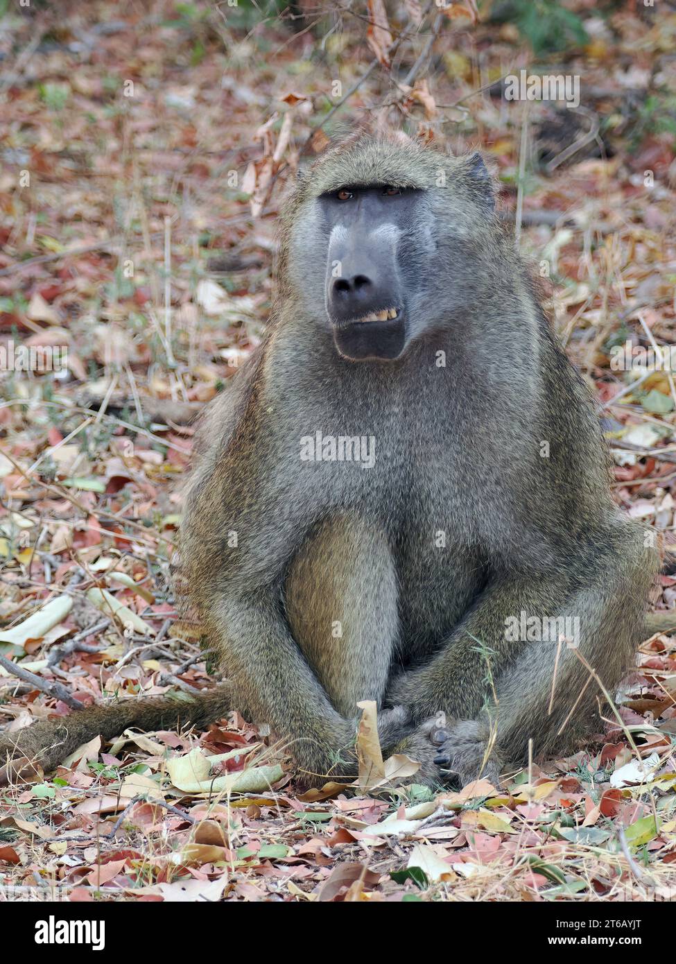 Chacma baboon, Cape baboon, Bärenpavian, Chacma, Papio ursinus ...