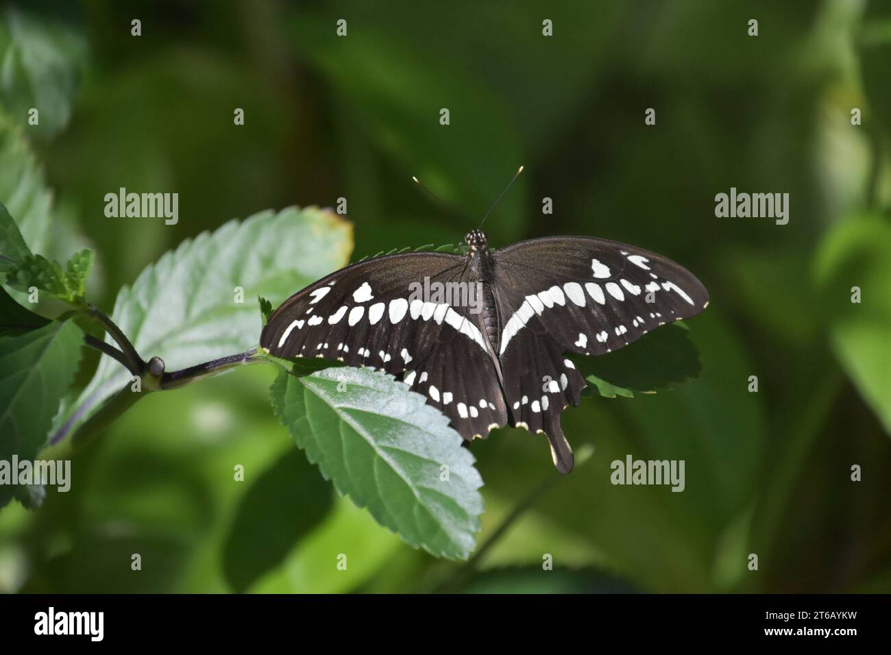 Stunning black and white swallowtail butterfly with wings spread wide ...