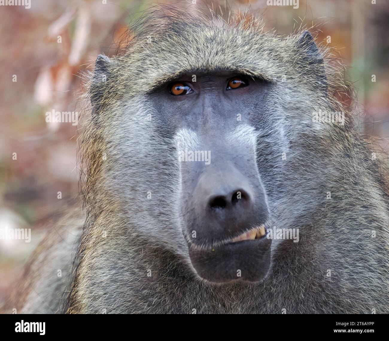 Chacma baboon, Cape baboon, Bärenpavian, Chacma, Papio ursinus ...