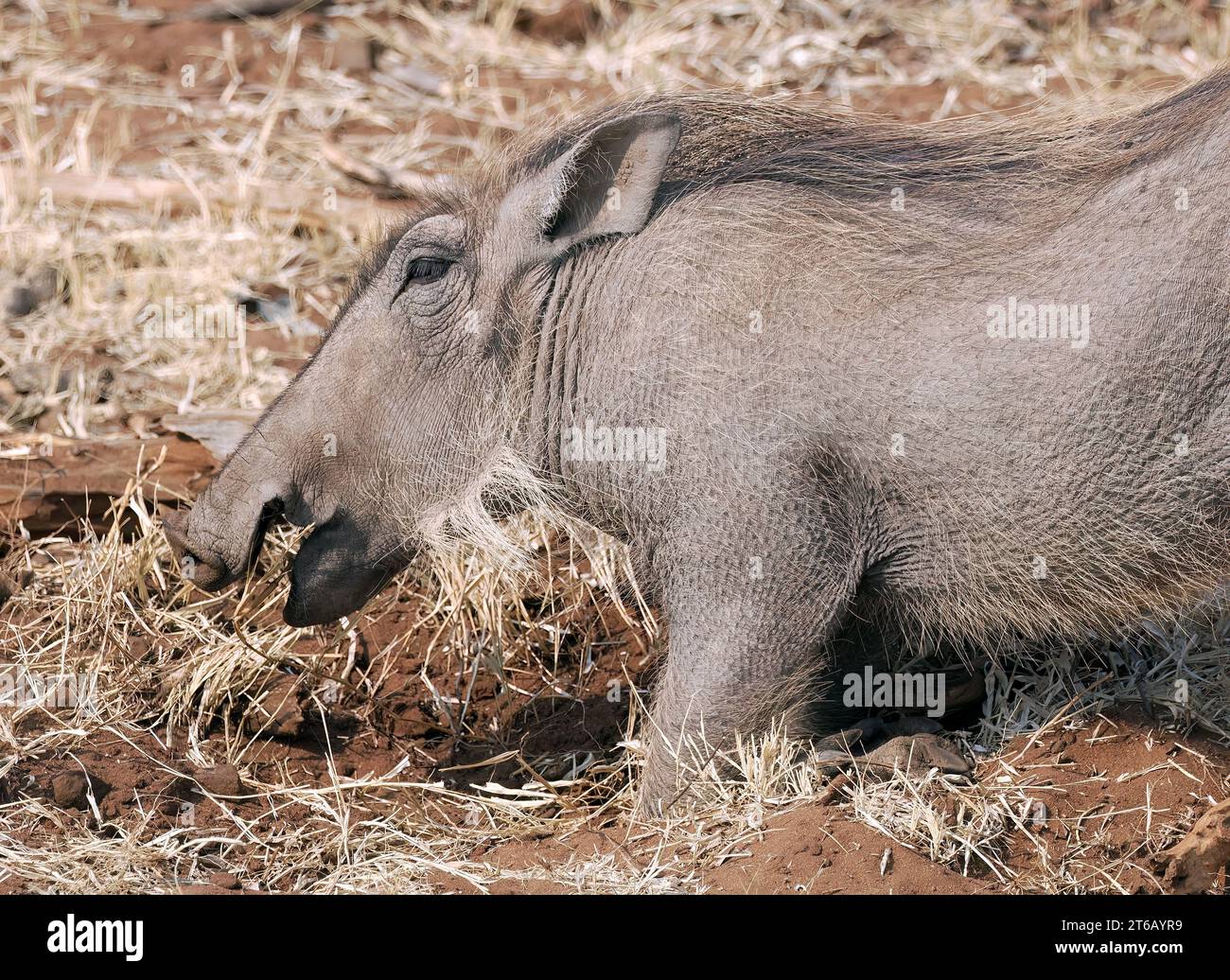 Common warthog, Warzenschwein, Phacochère commun, Phacochoerus ...