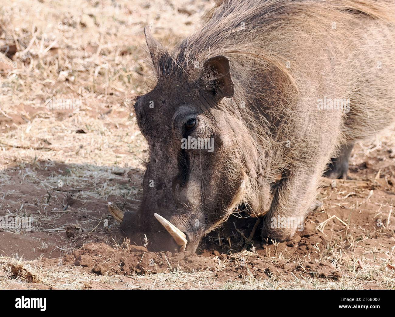 Common warthog, Warzenschwein, Phacochère commun, Phacochoerus ...