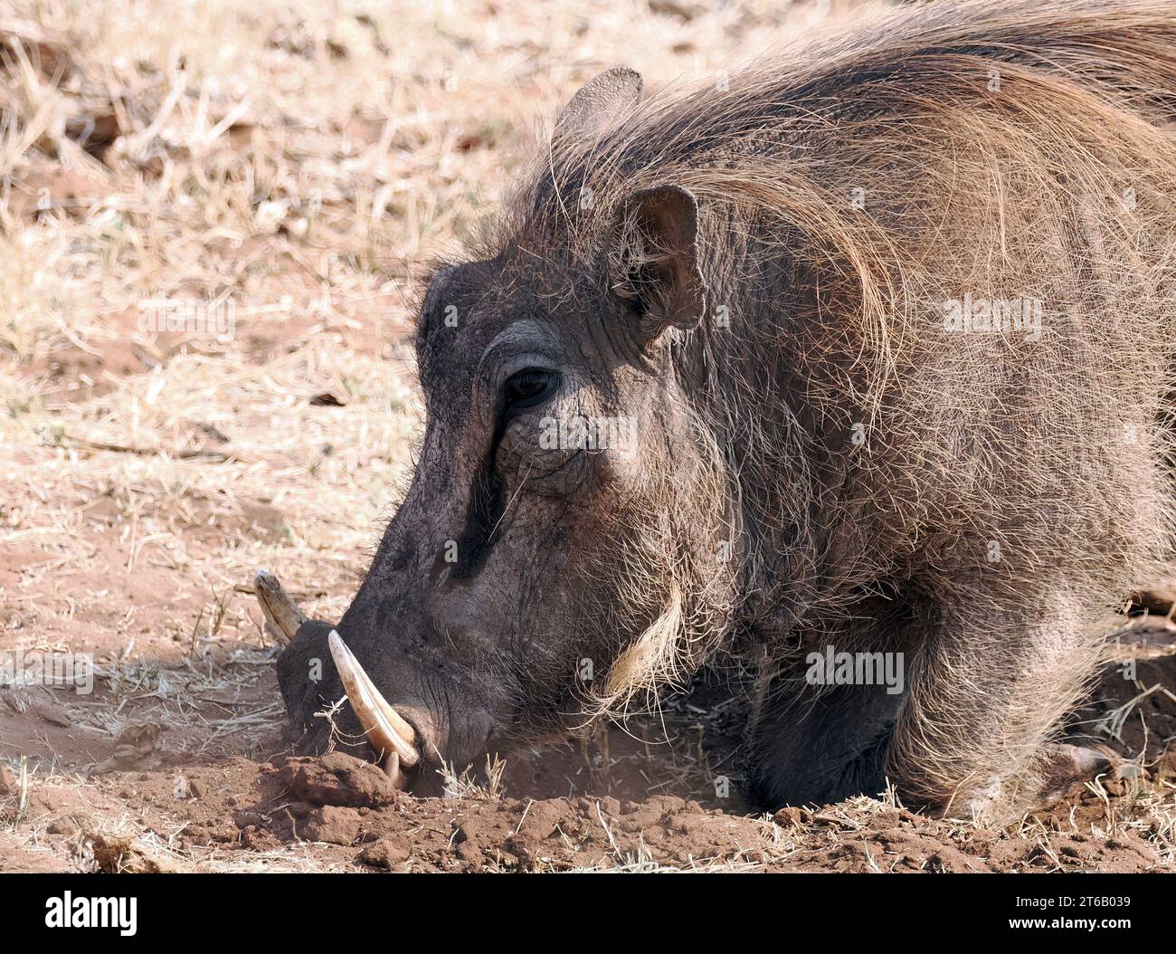 Common warthog, Warzenschwein, Phacochère commun, Phacochoerus ...