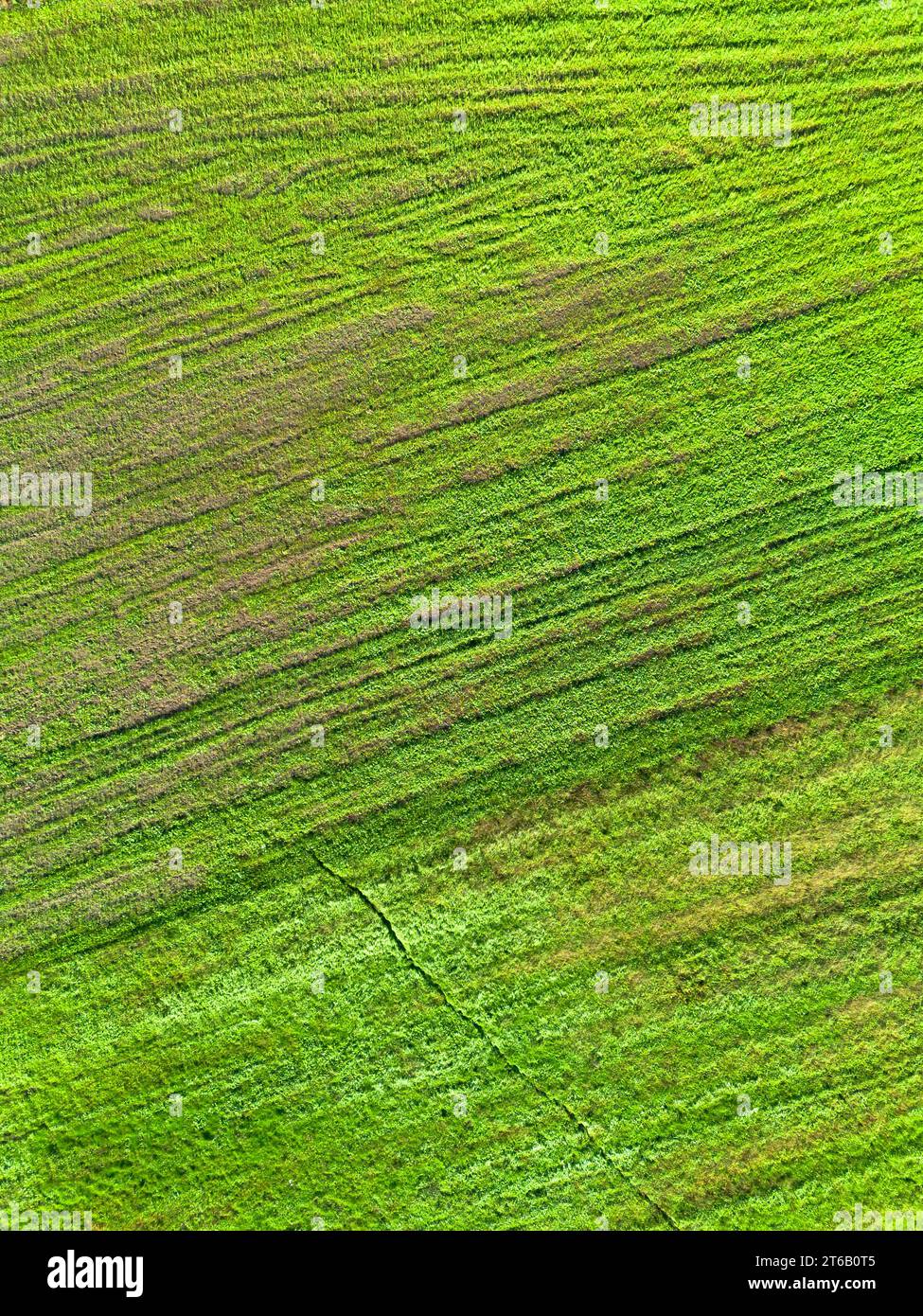 Grass field view from above. Green background Stock Photo - Alamy