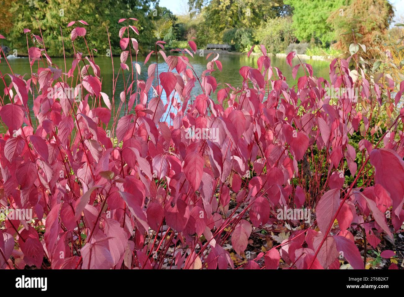 Red leaves of the Cornus sericea 'BaileyiÕ, also known Bailey's Red ...