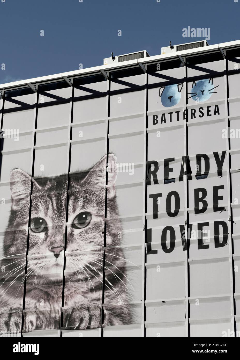Cat Picture, Ready to be Loved, Battersea Dogs and Cats Home, Nine Elms ...