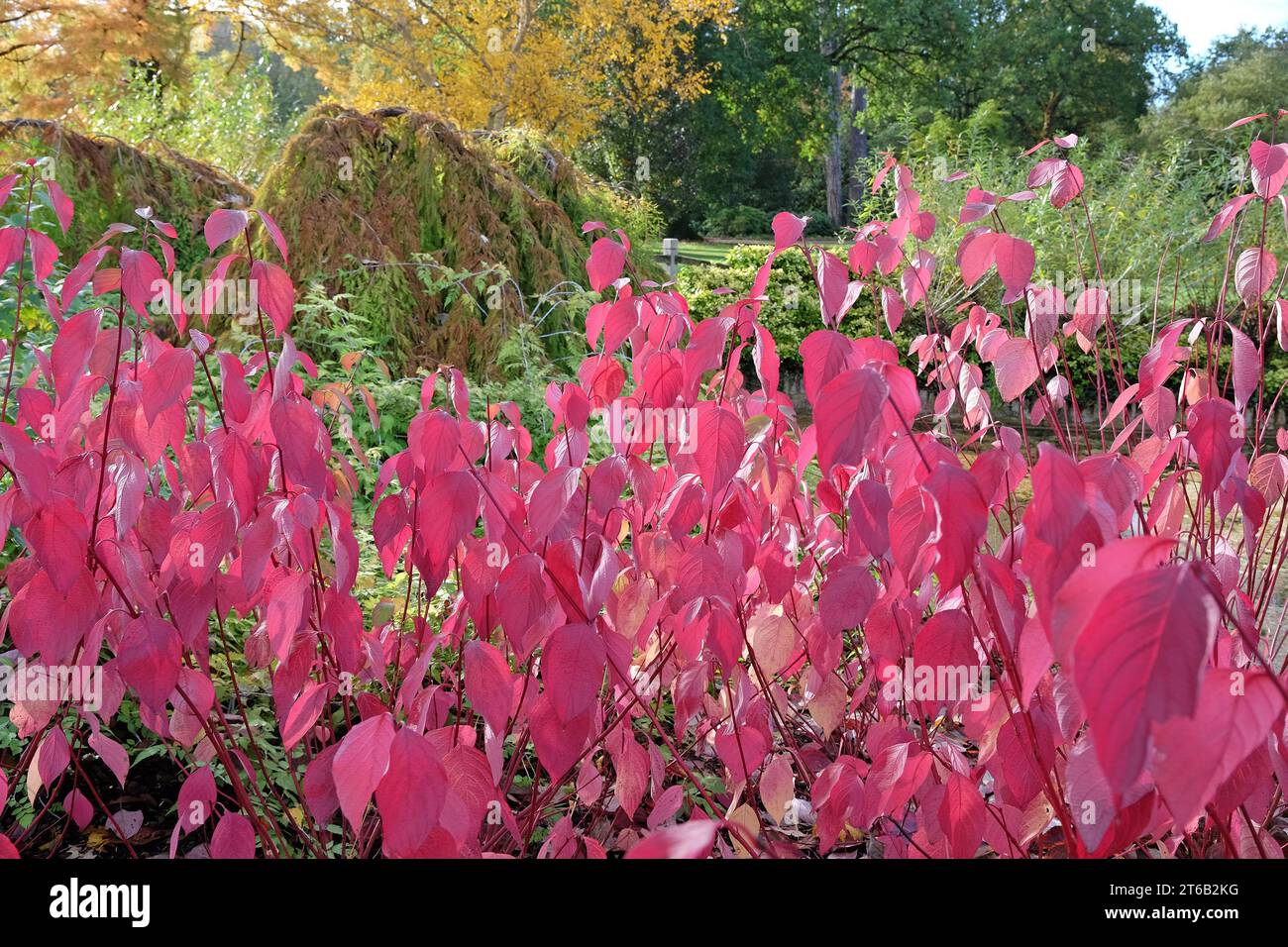 Red leaves of the Cornus sericea 'BaileyiÕ, also known Bailey's Red ...