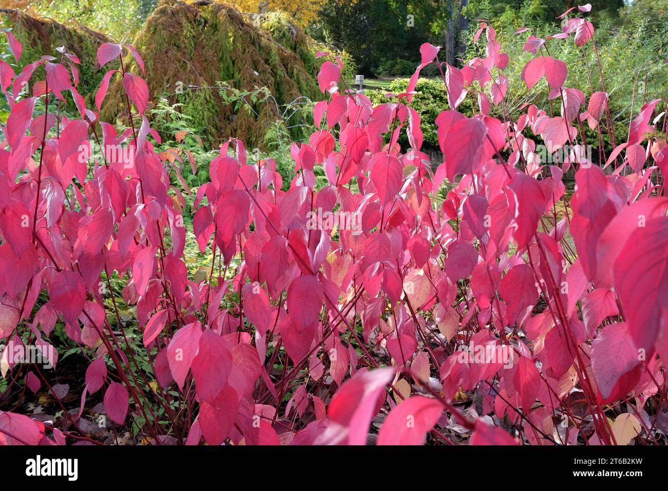 Red leaves of the Cornus sericea 'BaileyiÕ, also known Bailey's Red ...