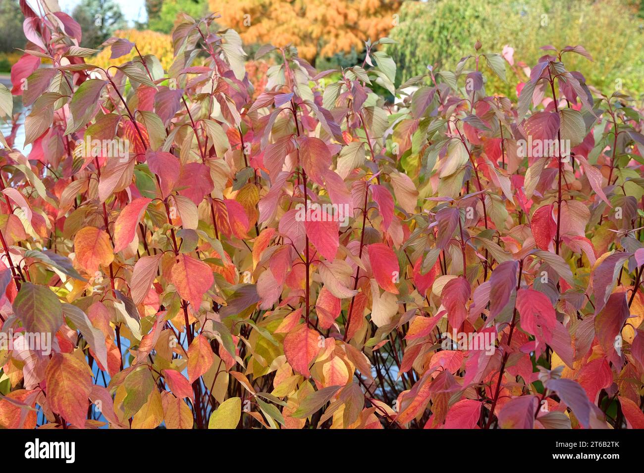 Red leaves of the Cornus sericea ÔCoral RedÕ, also known Bailey's Red ...