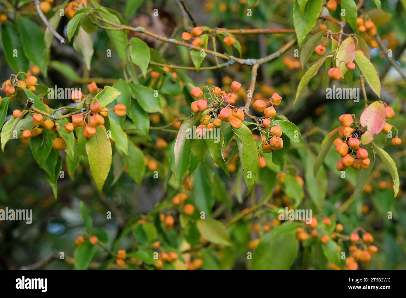 The yellow seed pods of the Euonymus myrianthus, also known as the ...