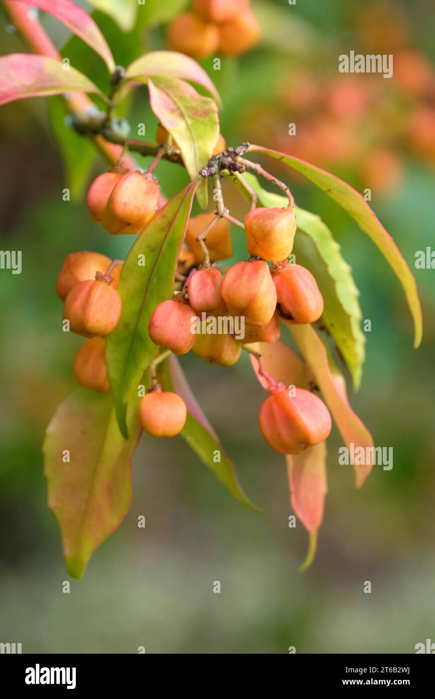 The yellow seed pods of the Euonymus myrianthus, also known as the ...