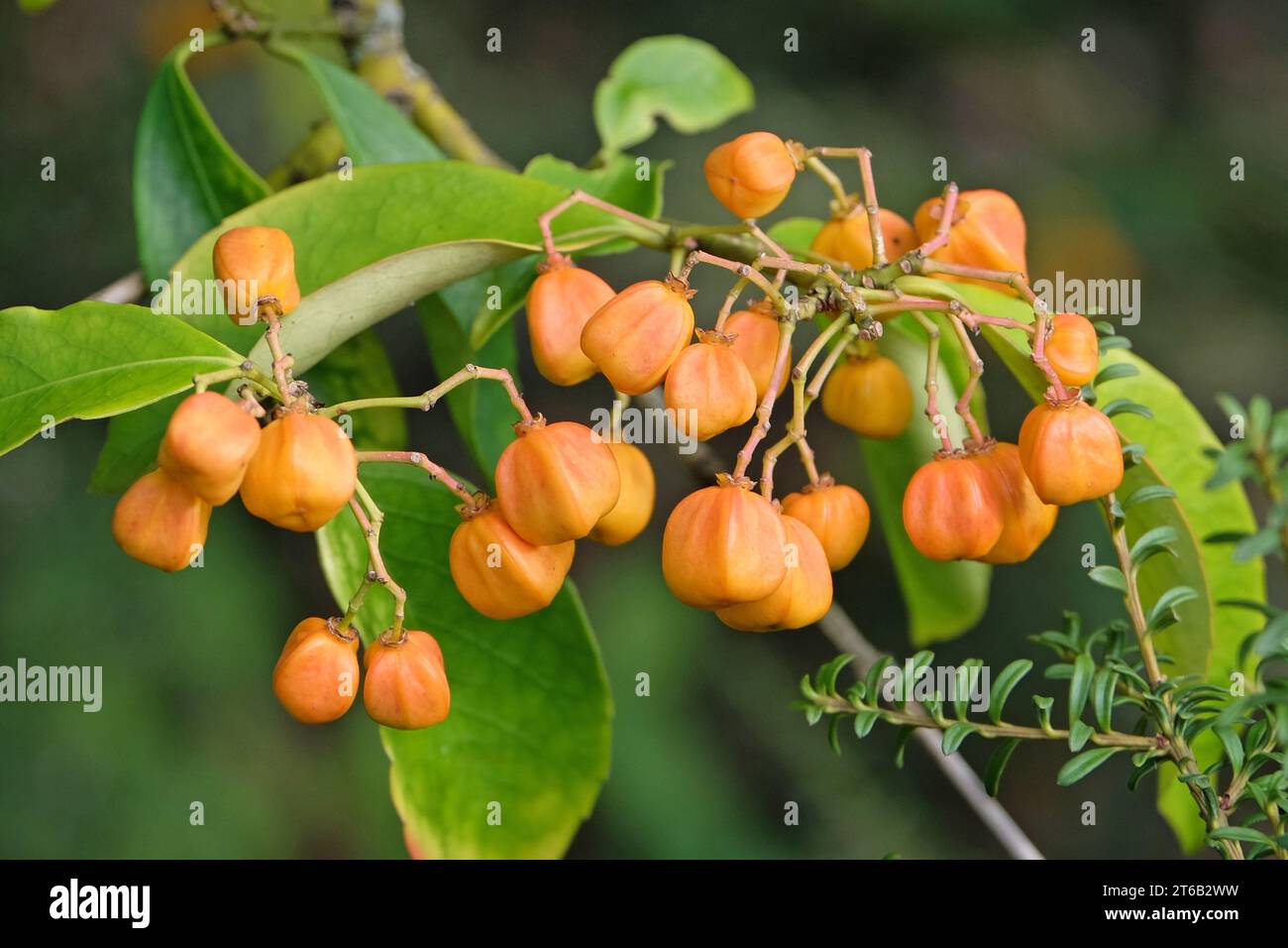 The yellow seed pods of the Euonymus myrianthus, also known as the ...