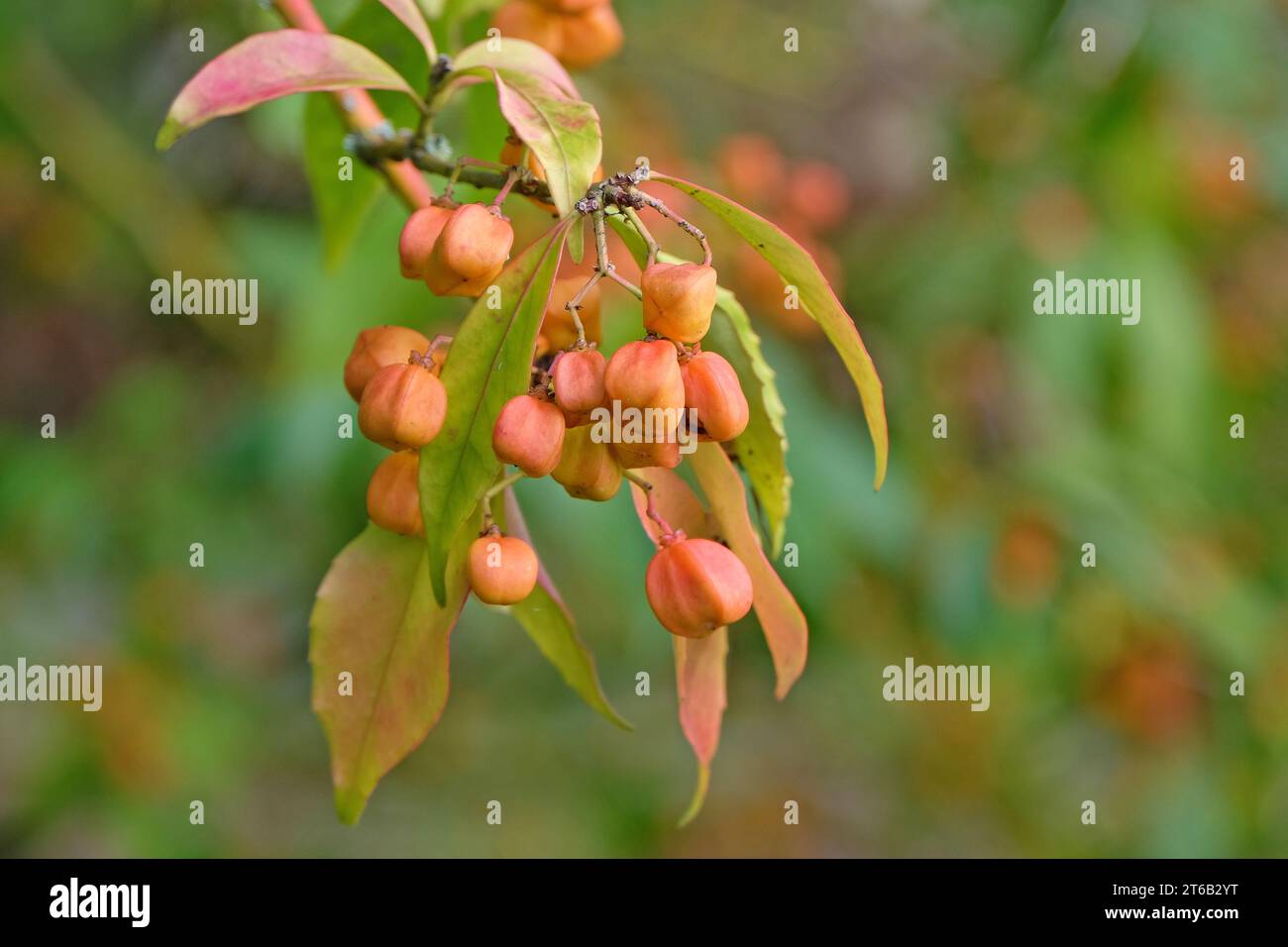 The yellow seed pods of the Euonymus myrianthus, also known as the ...
