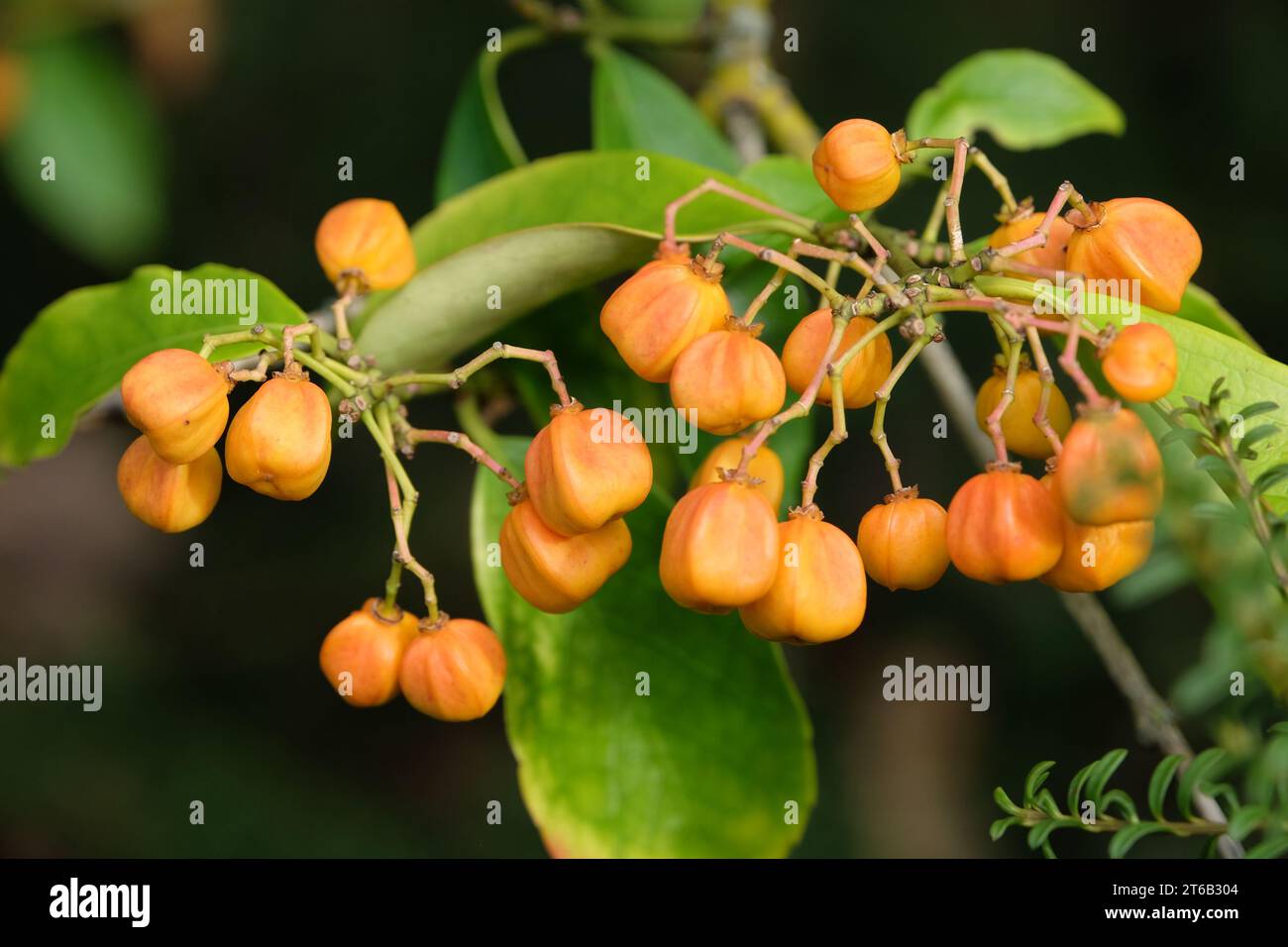 The yellow seed pods of the Euonymus myrianthus, also known as the ...