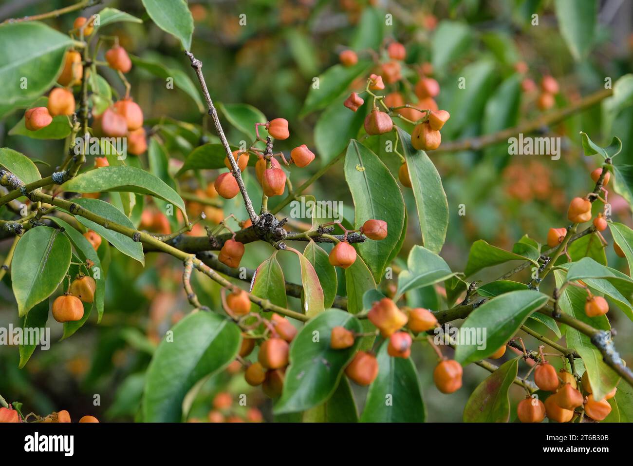 The yellow seed pods of the Euonymus myrianthus, also known as the ...