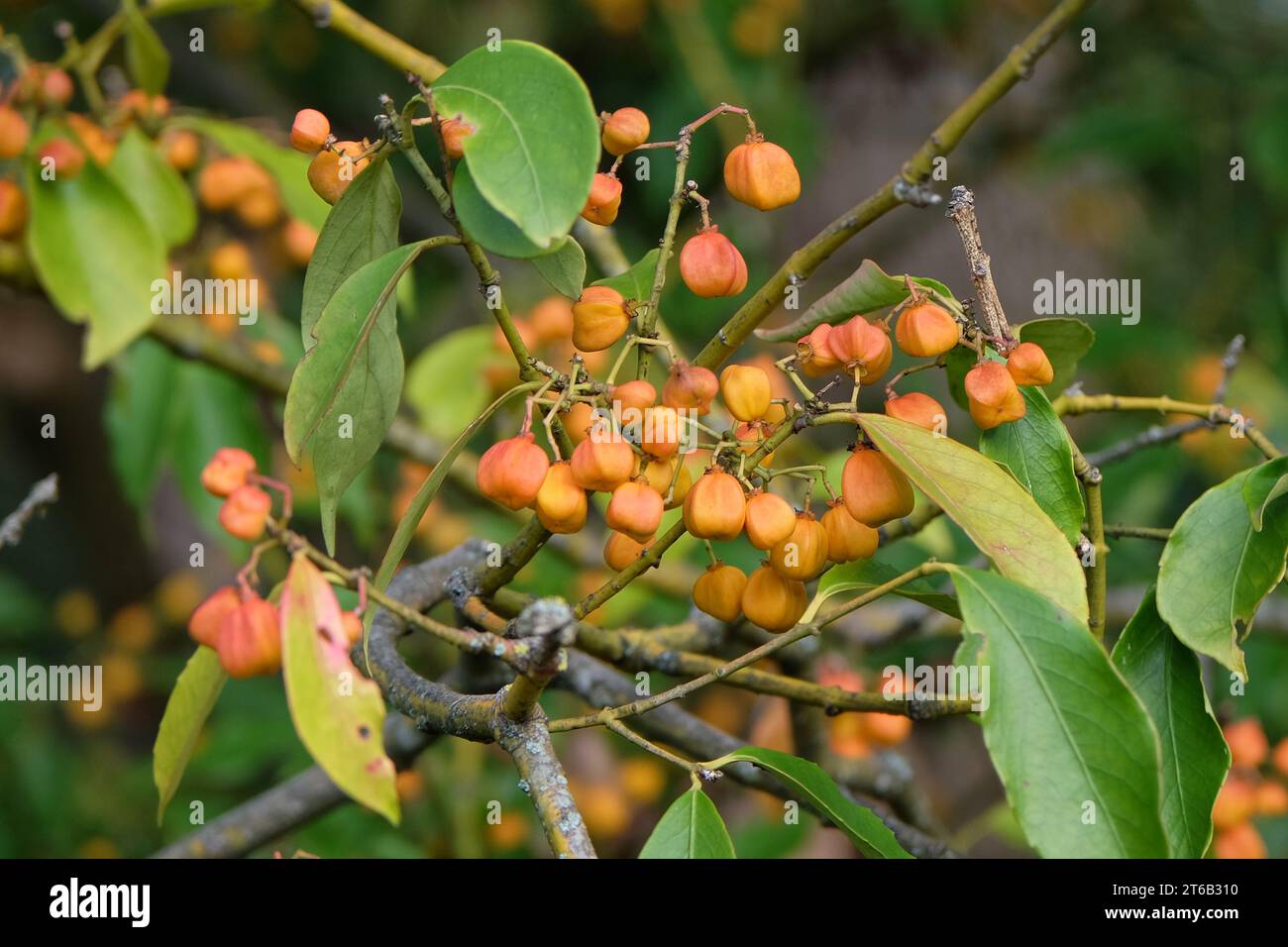 The yellow seed pods of the Euonymus myrianthus, also known as the ...