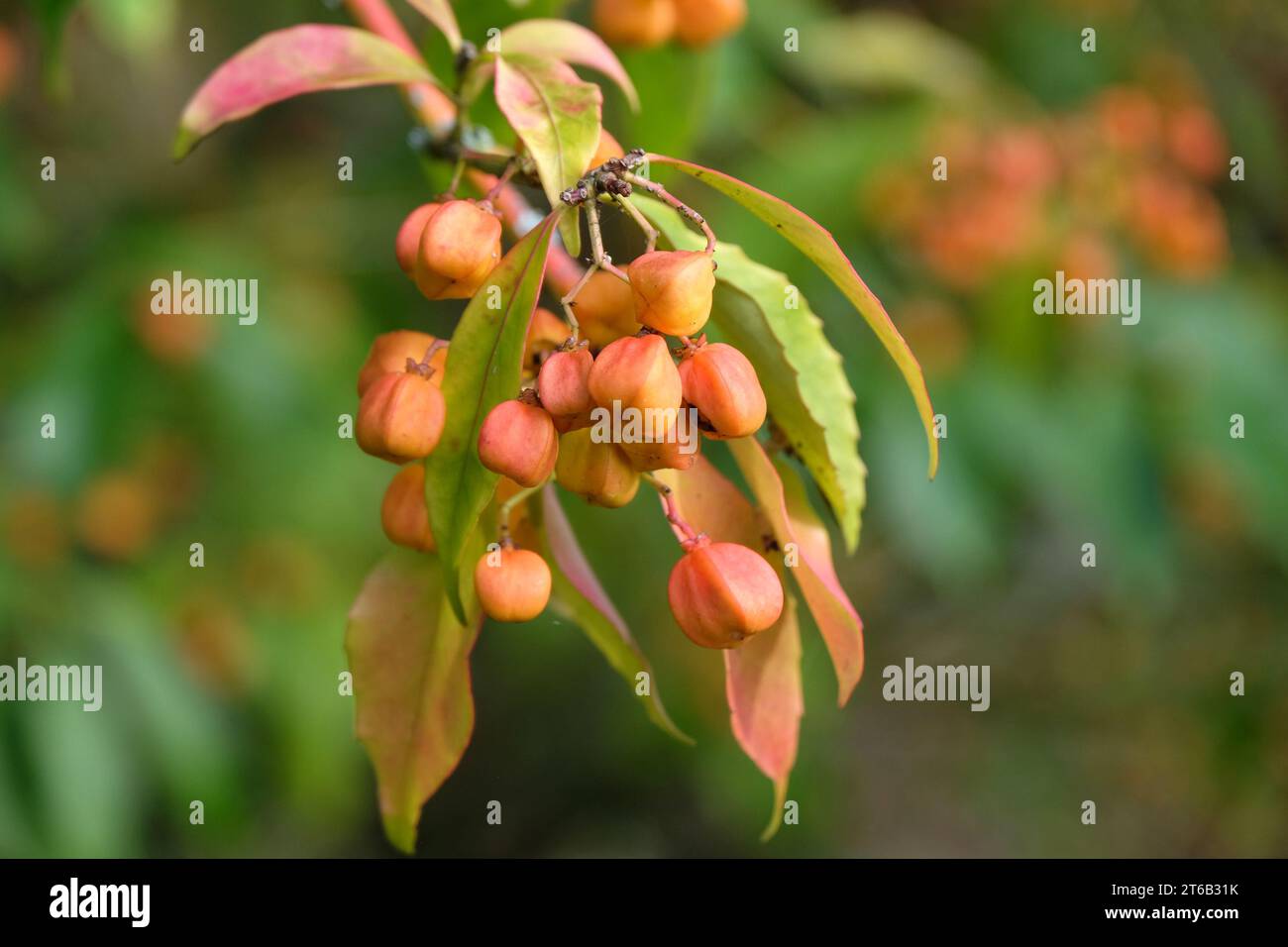 The yellow seed pods of the Euonymus myrianthus, also known as the ...