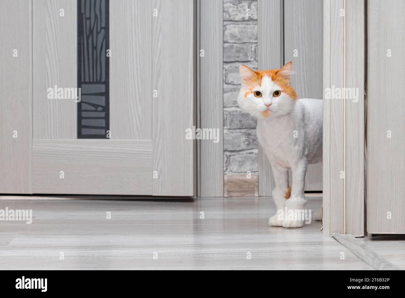 shaved domestic cat after visiting the groomer. cat after grooming ...