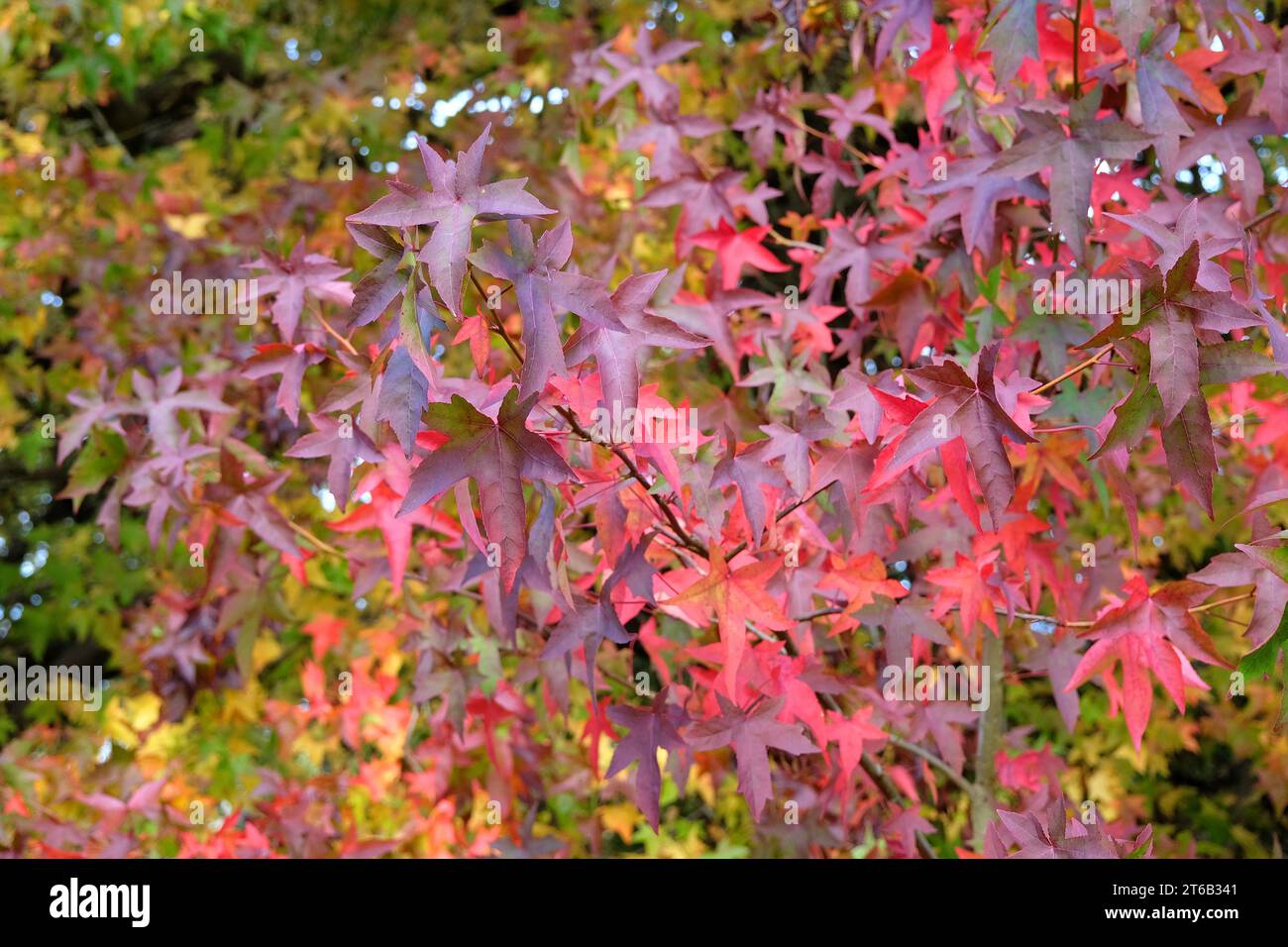 The red and pink autumn leaves of Liquidamber styraciflua, also known ...