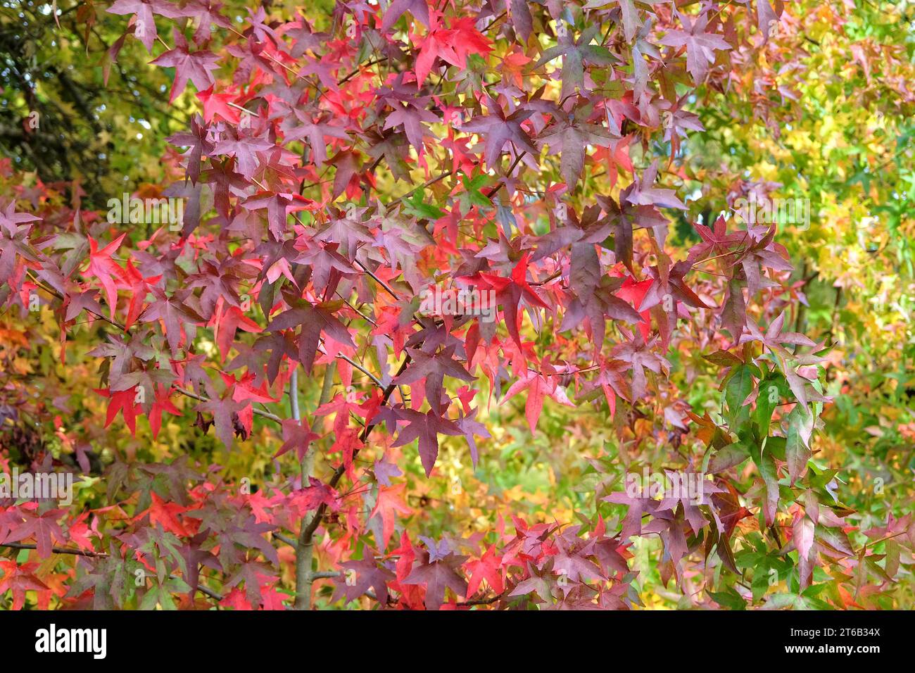 The red and pink autumn leaves of Liquidamber styraciflua, also known ...