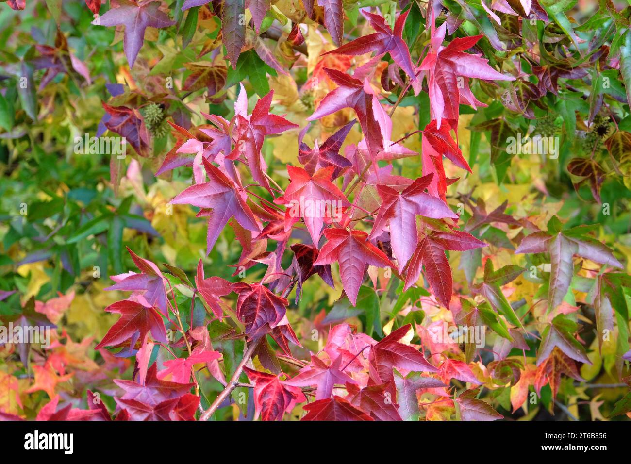 The red and pink autumn leaves of Liquidamber styraciflua, also known ...