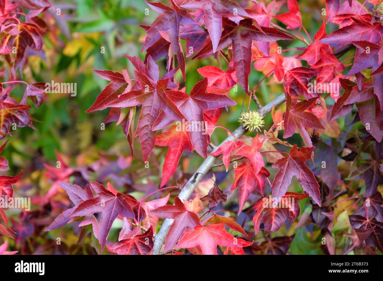 The red and pink autumn leaves of Liquidamber styraciflua, also known ...