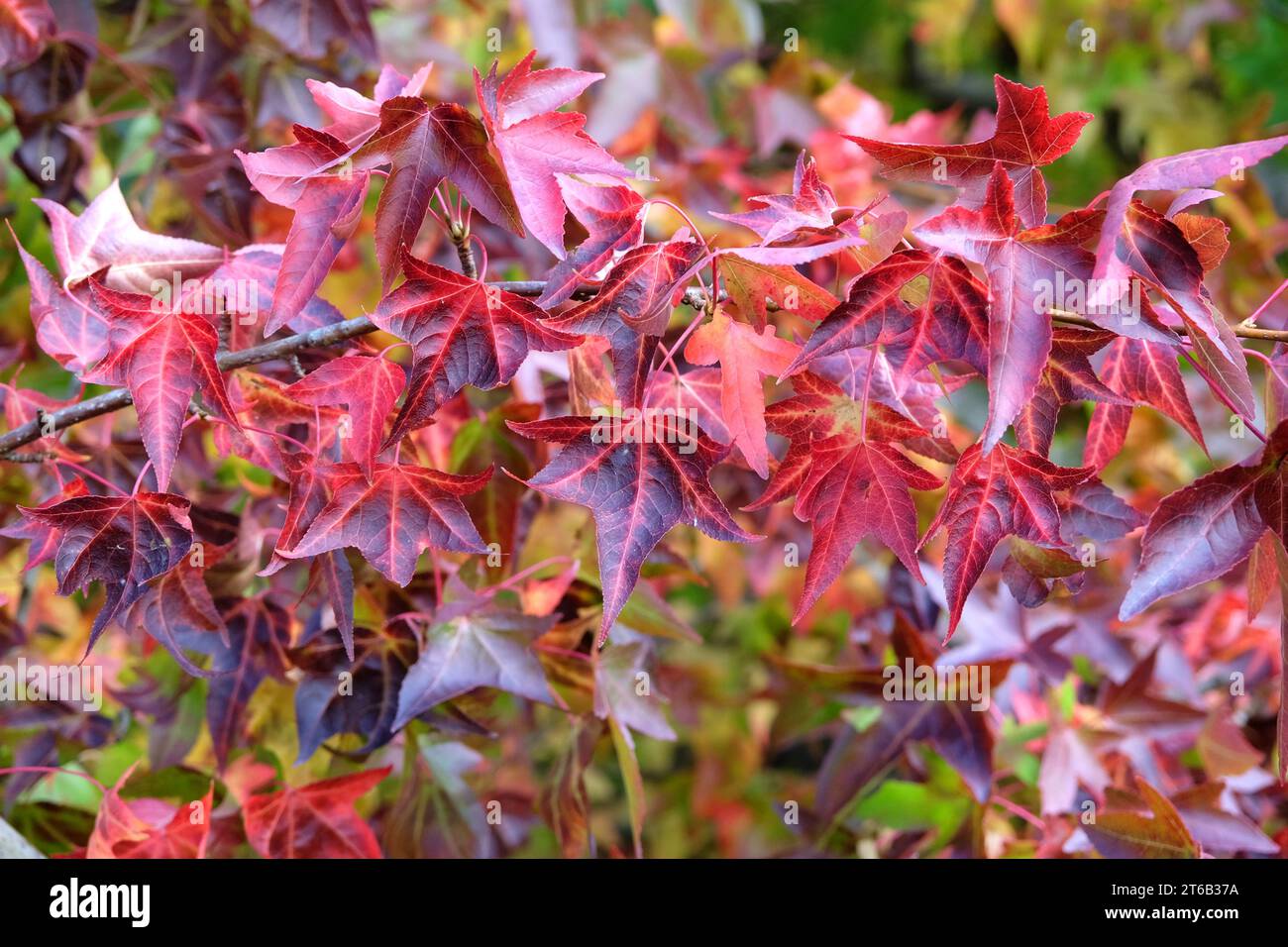 The red and pink autumn leaves of Liquidamber styraciflua, also known ...