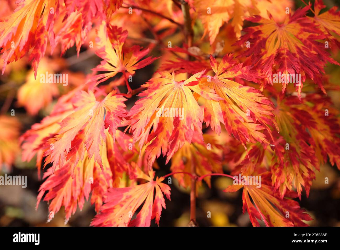 Red and orange fall leaves of the Acer japonicum 'AconitifoliumÕ, also ...