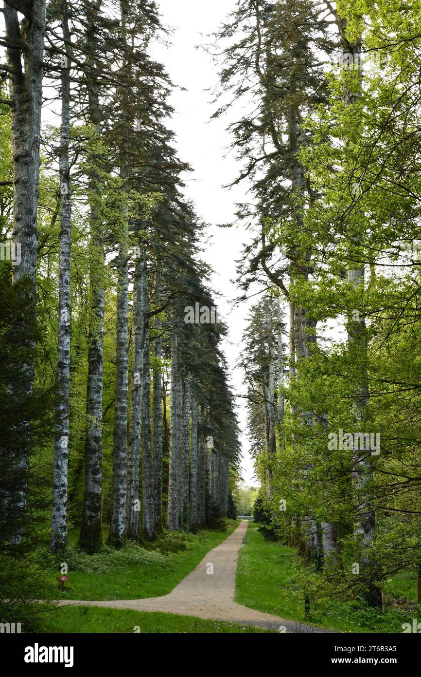 Avenue of fir trees hi-res stock photography and images - Alamy